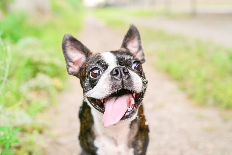 Black Tie Boston Rescue, Inc – Rescuing, rehabilitating and rehoming ...