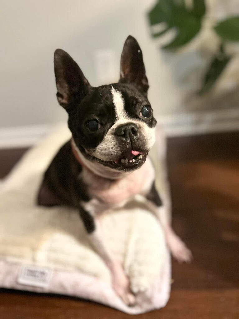 Available Dogs – Black Tie Boston Rescue, Inc