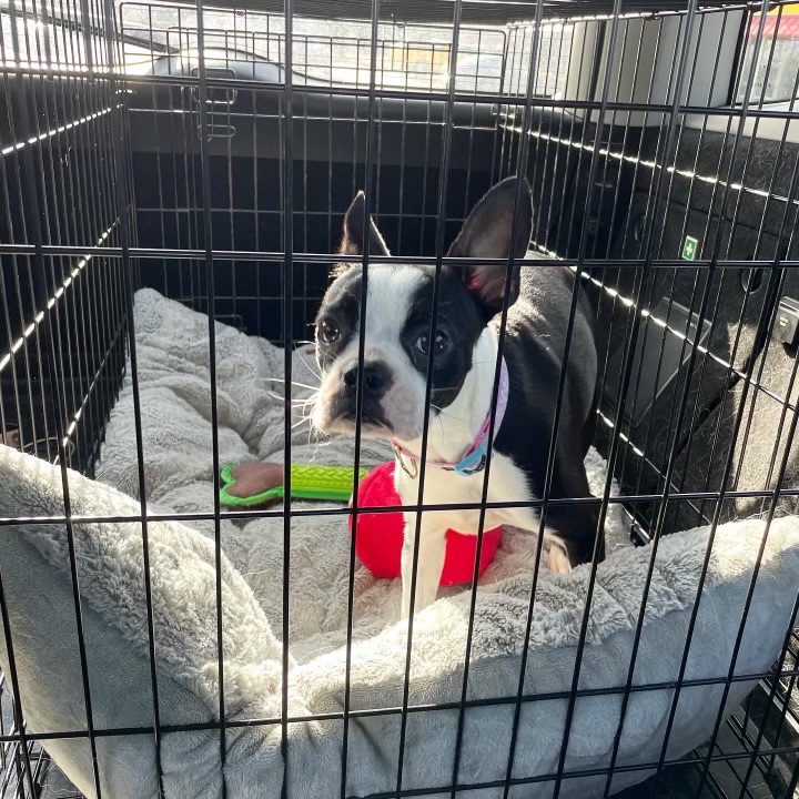 Coming Soon – Black Tie Boston Rescue, Inc